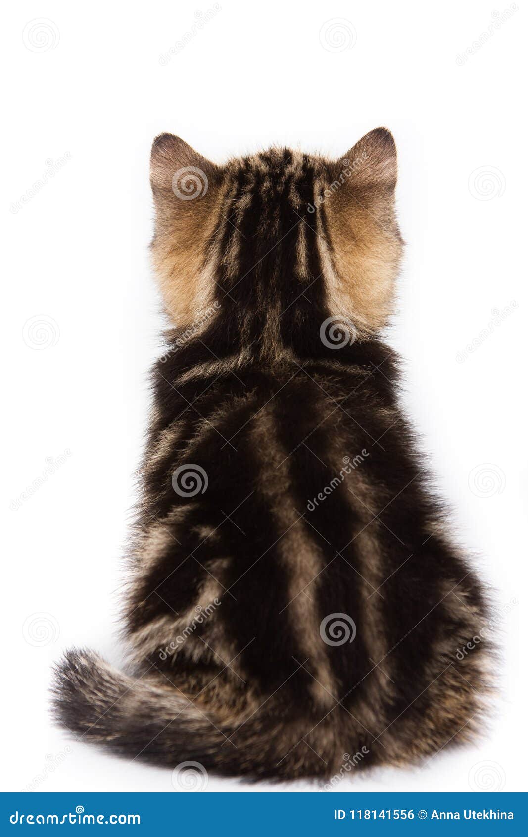 British Kitten Sitting Back Stock Photo - Image of isolated, kitty ...
