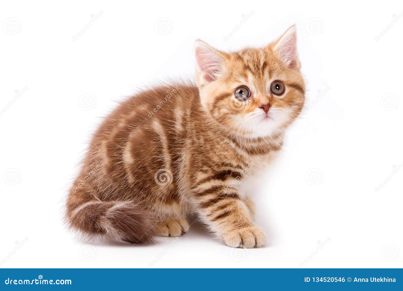 British kitty red kitten stock photo. Image of kitten - 134520546