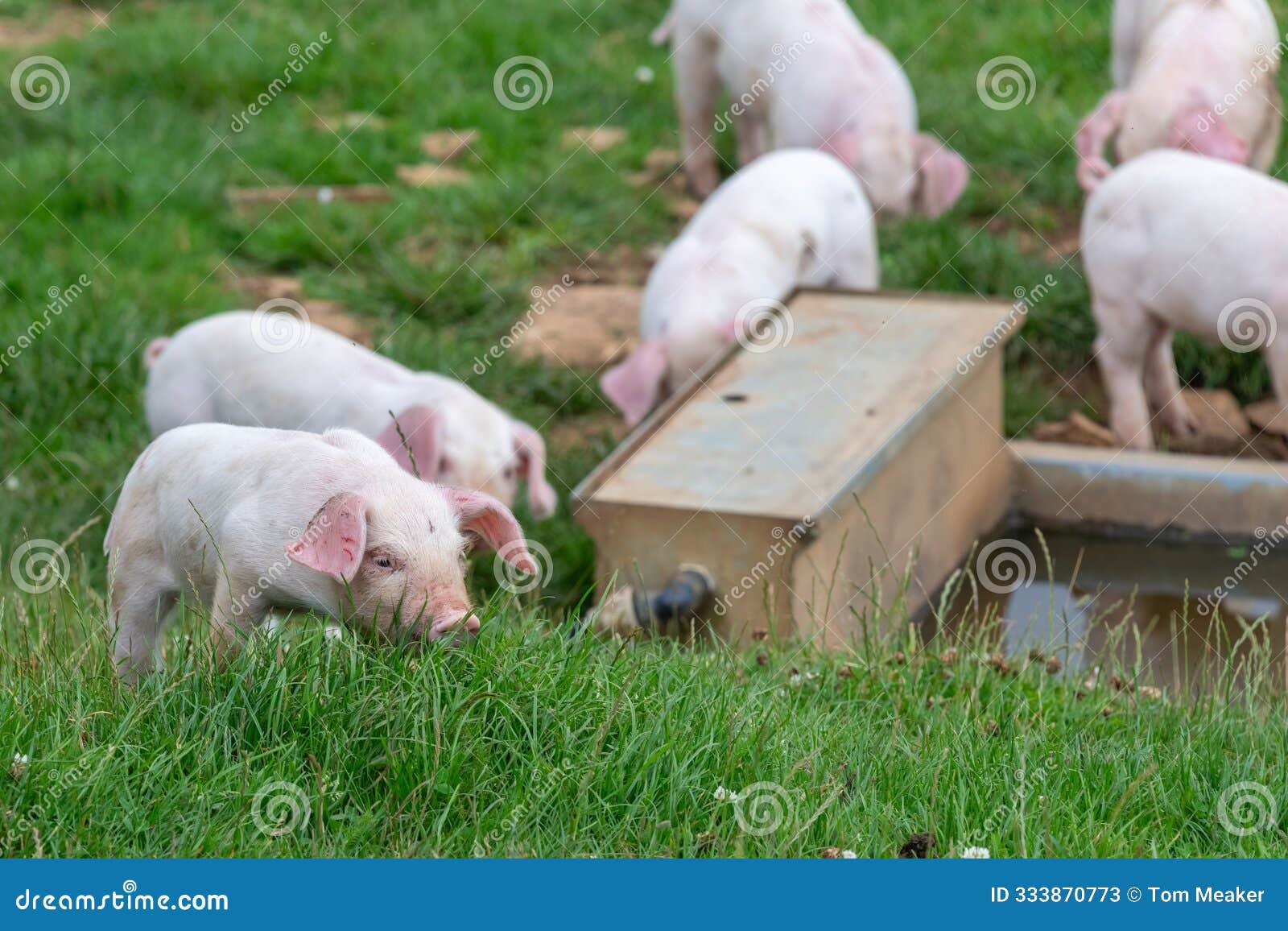 British Landrace piglets stock image. Image of closeup - 333870773