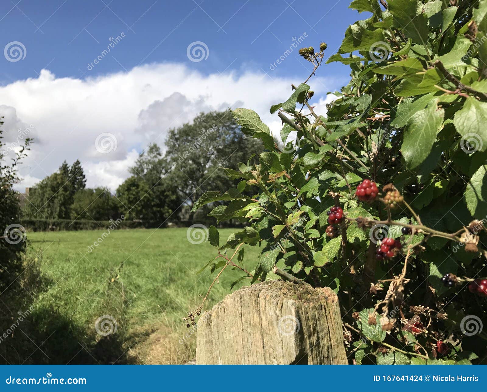 British Landscape Hedge Row Stock Photo - Image of clouds, blue: 167641424