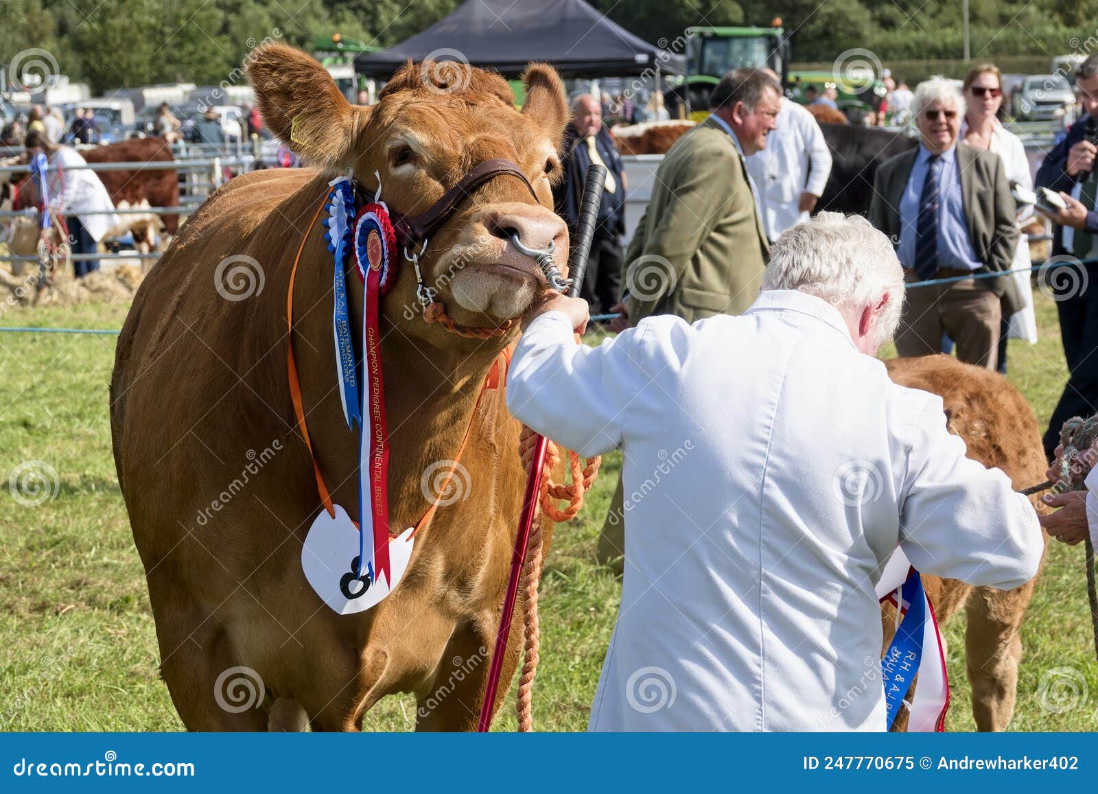 British Limousin Heifer and Calf Editorial Image - Image of herbivore ...