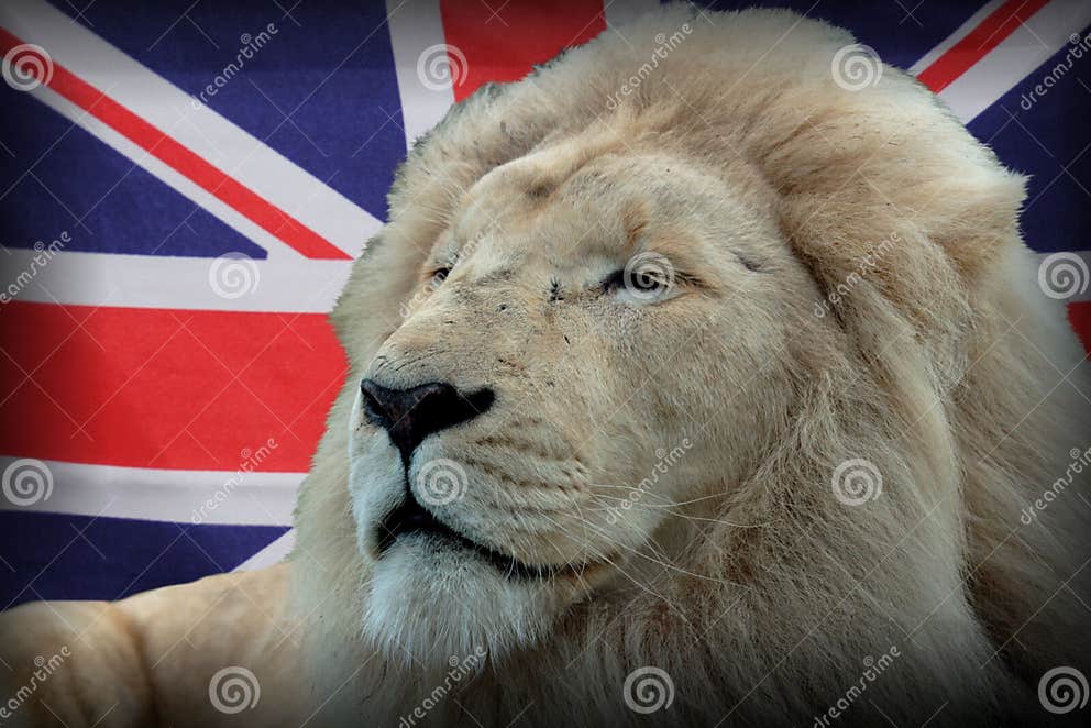British Lion stock photo. Image of nature, wild, animal - 3185722
