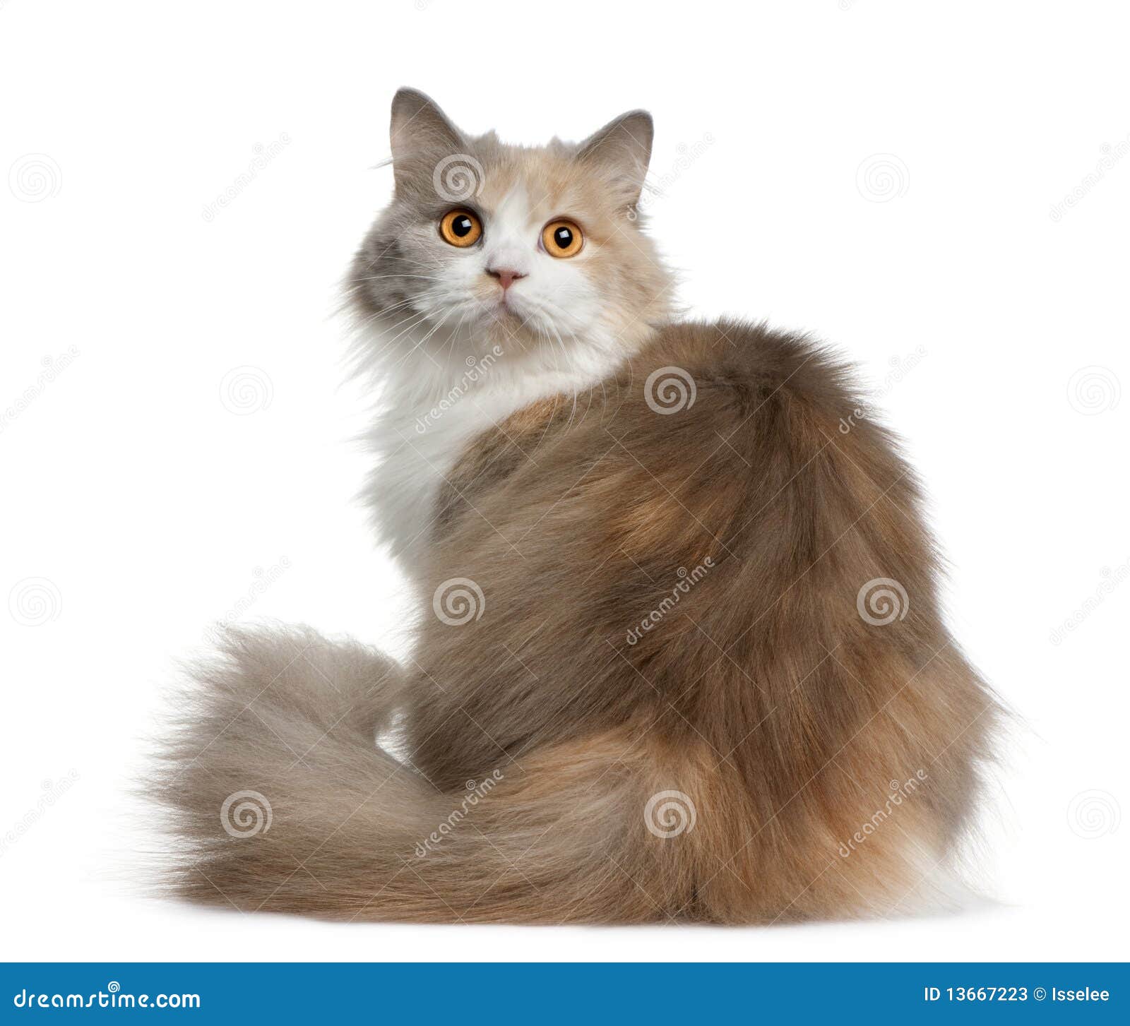 British Longhair Cat, 11 Months Old Stock Image - Image of people, copy ...
