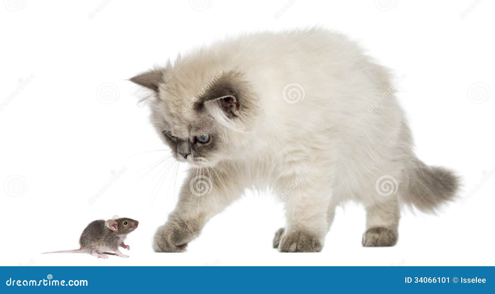 British Longhair Kitten Reaching at a Mouse, Isolated Stock Image ...
