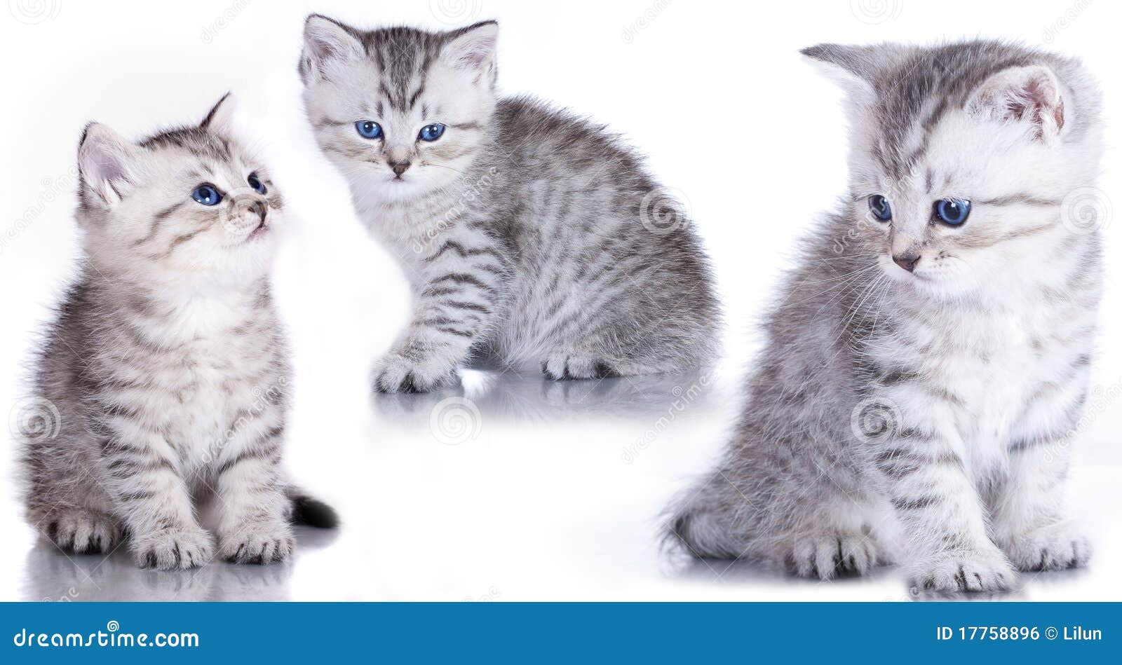 British Purebred Kitten Close-up Stock Photo - Image of celebration ...
