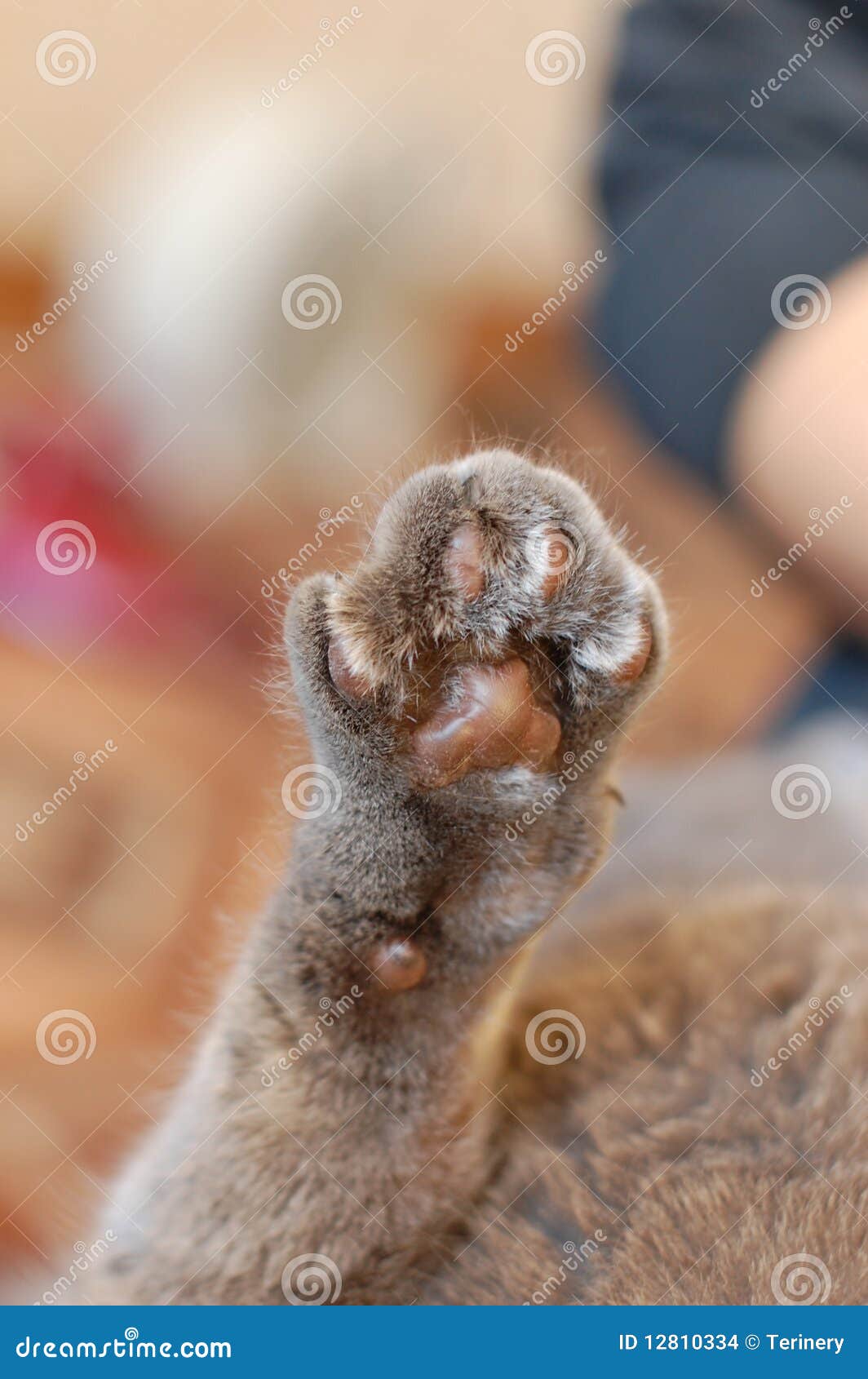 British right Cat paw stock photo. Image of grey, finger - 12810334