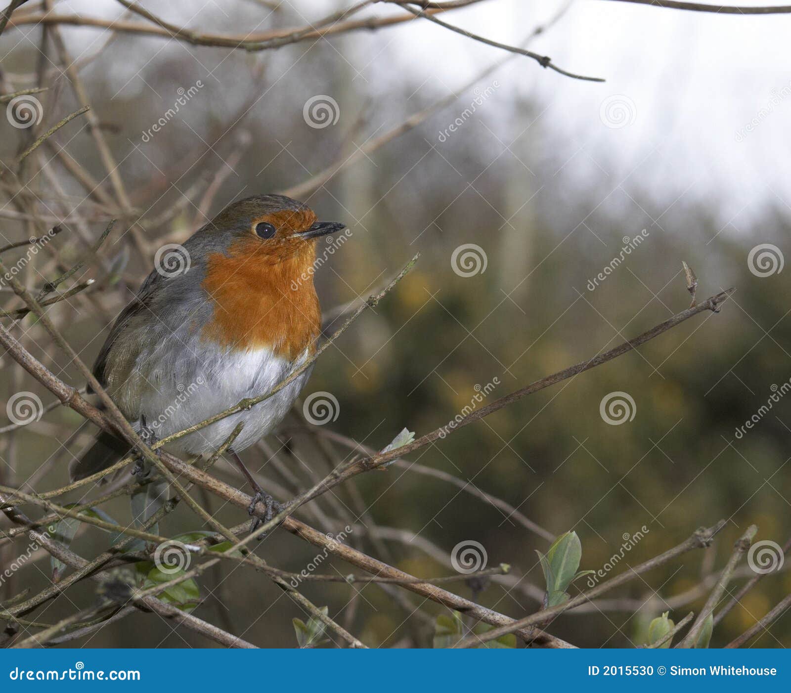 British Robin stock photo. Image of endangered, beautiful - 2015530