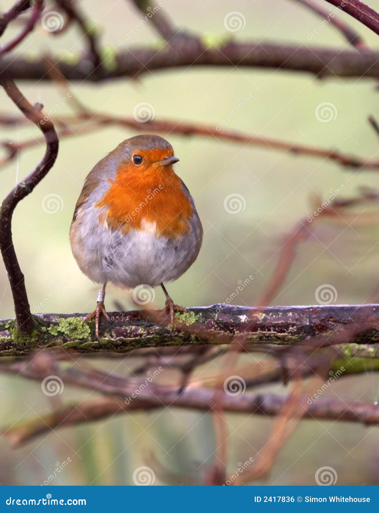 British Robin stock photo. Image of endangered, garden - 2417836