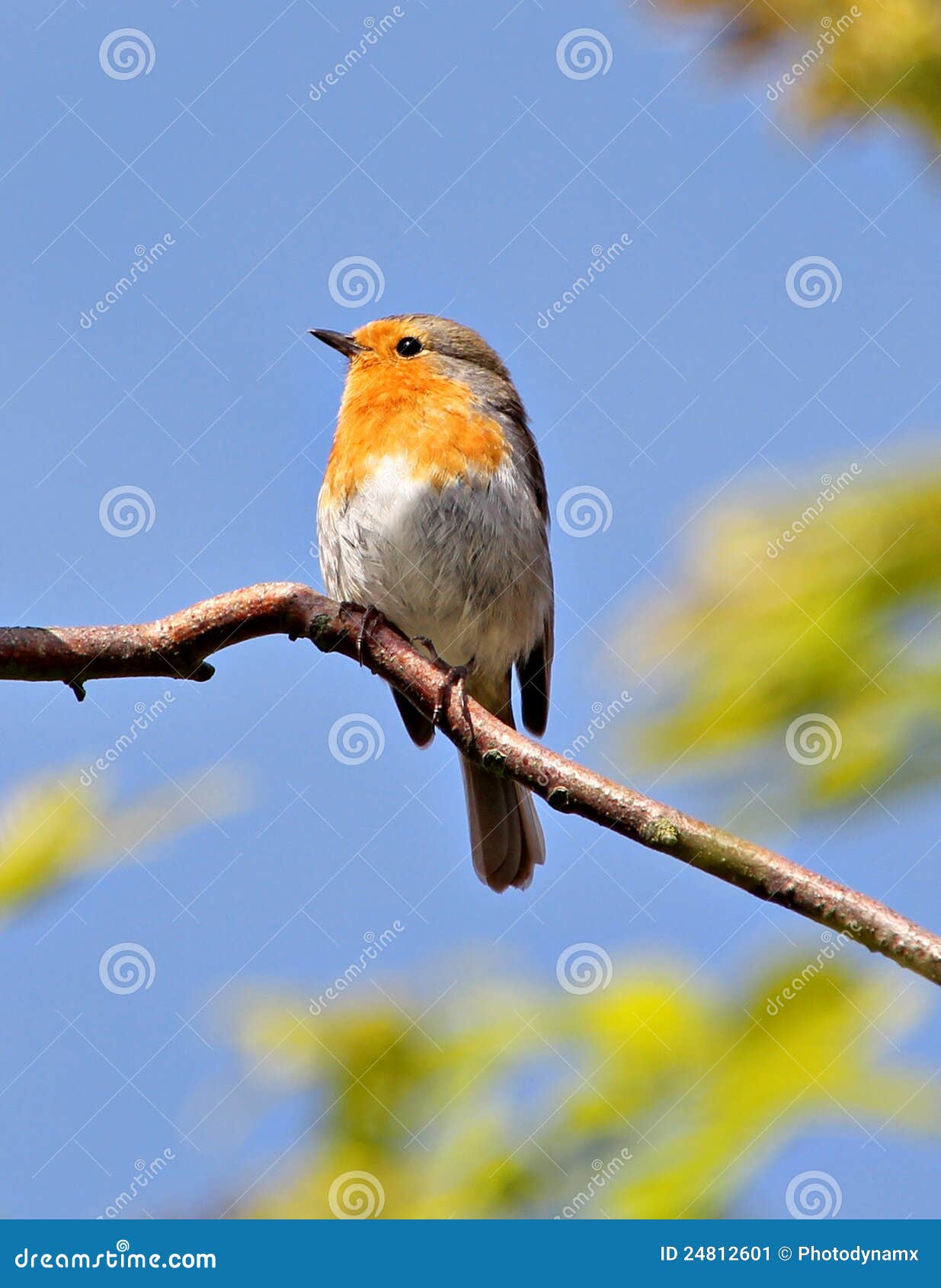 British robin stock image. Image of small, animals, summer - 24812601