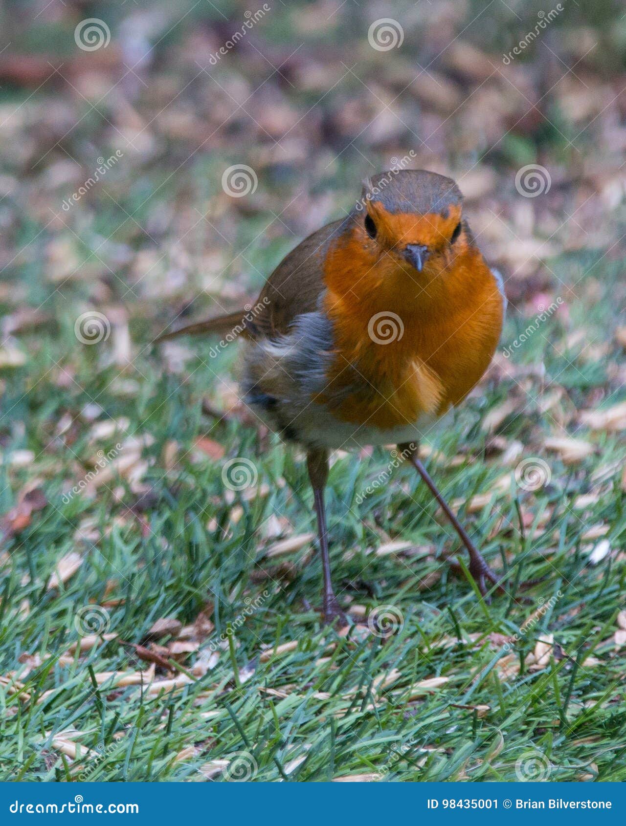 Curious Robin Royalty-Free Stock Photo | CartoonDealer.com #98435001