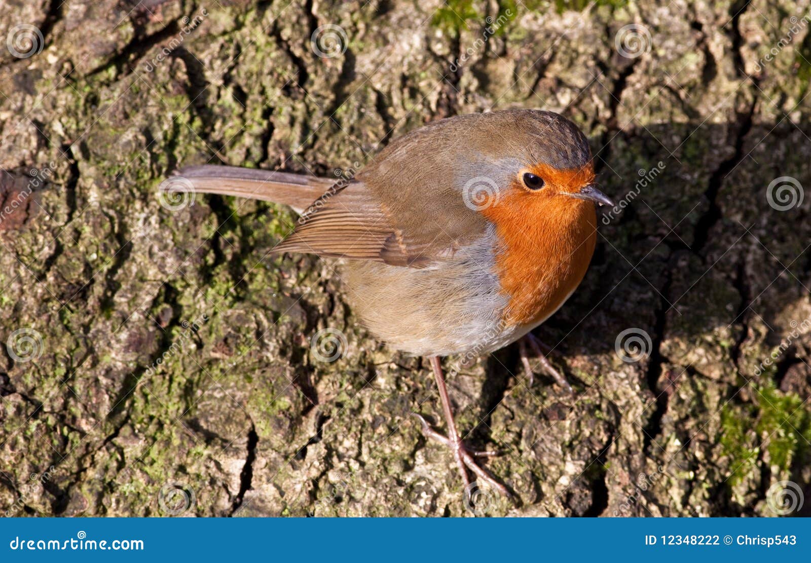 British Robin (Erithacus Rubecula) Stock Photo - Image of british ...