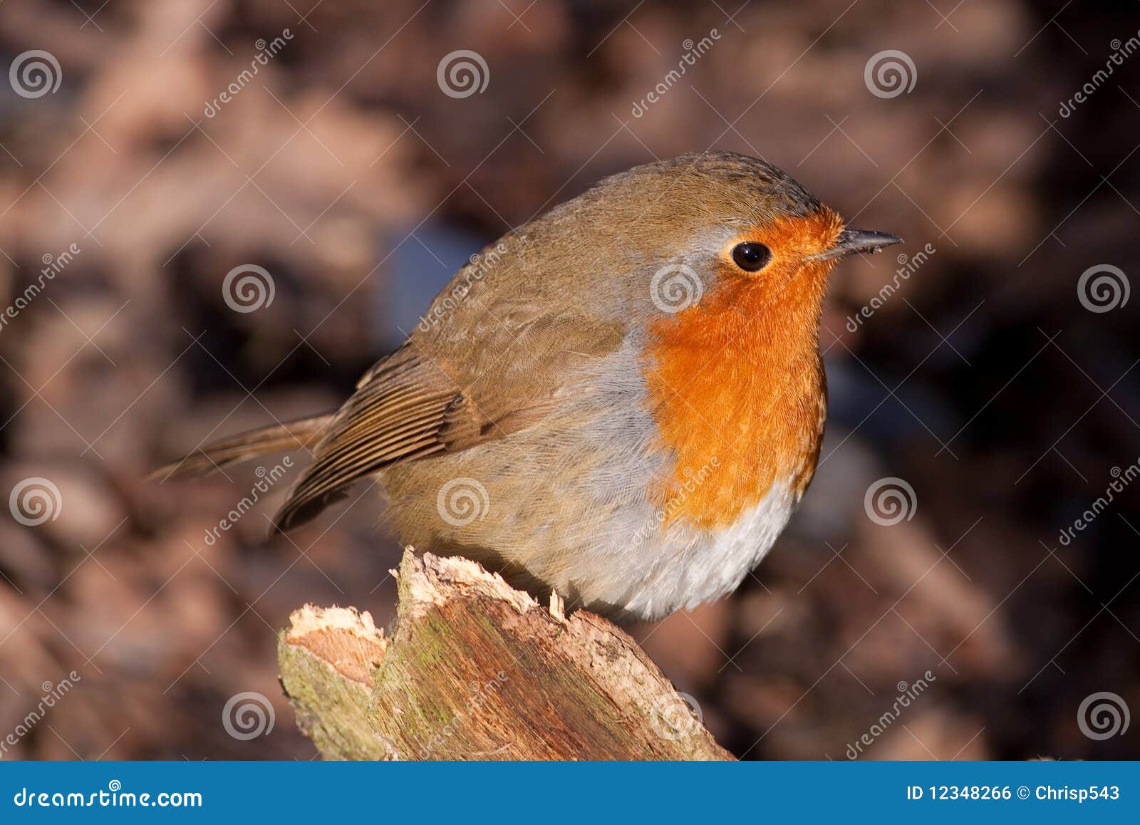 British Robin (Erithacus Rubecula) Stock Photo - Image of fragile ...