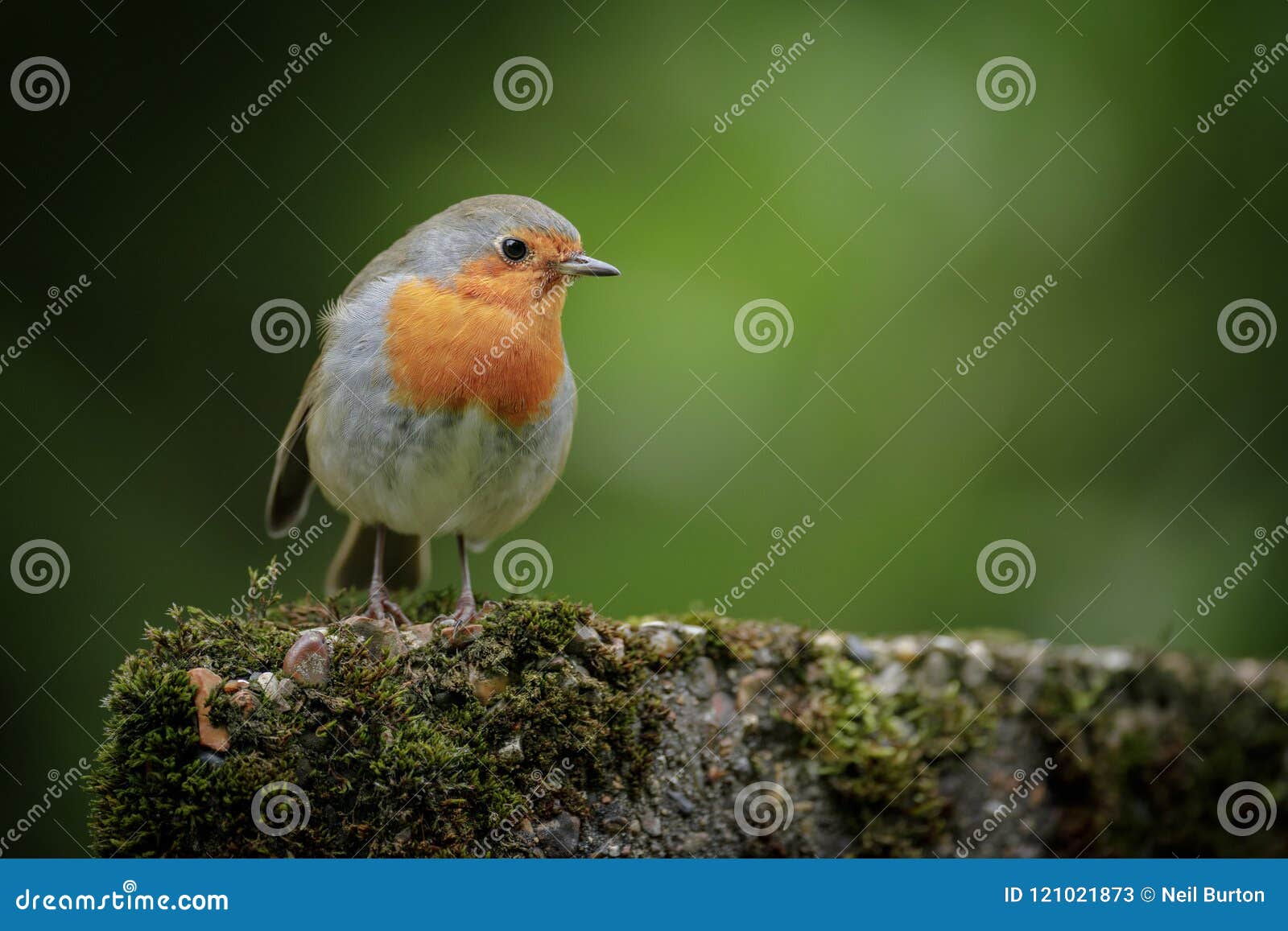 British robin stock image. Image of greeting, nature - 121021873