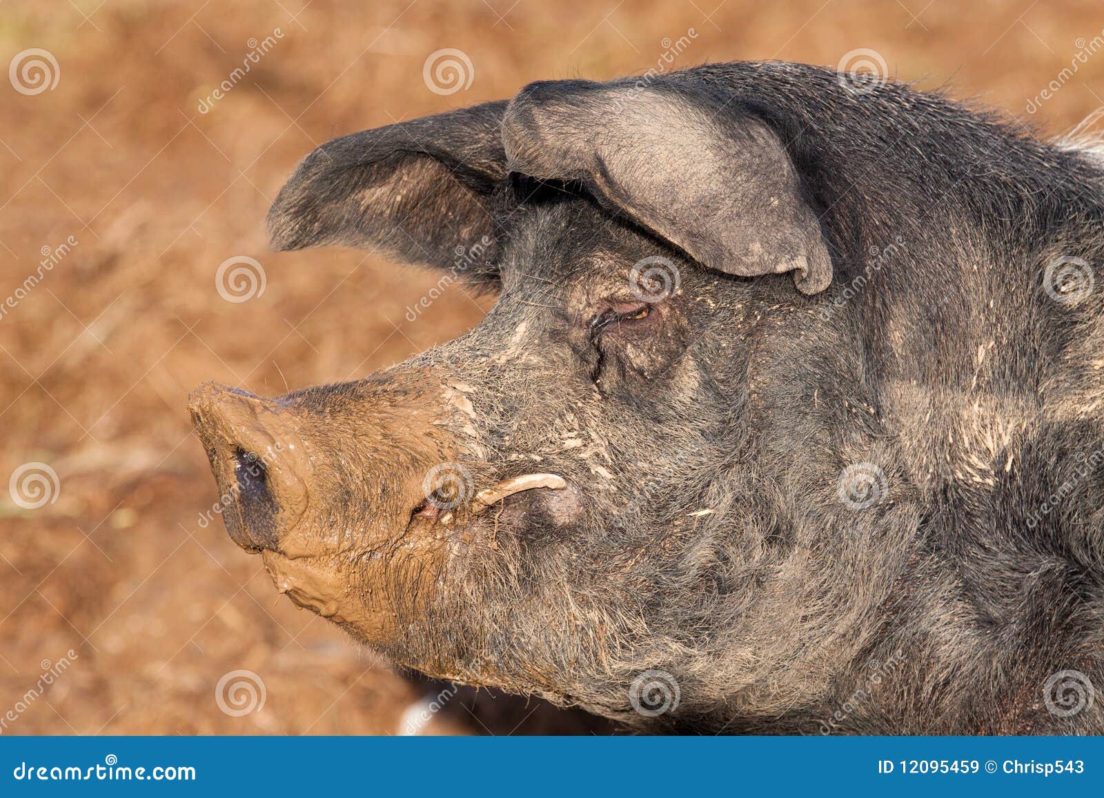 British Saddleback Boar Pig Stock Image - Image of oink, mouth: 12095459