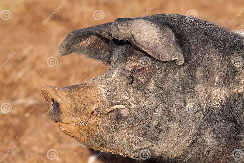 British Saddleback Boar Pig Stock Image - Image of oink, mouth: 12095459