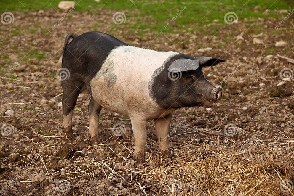 British saddleback pig stock photo. Image of standing - 26364290