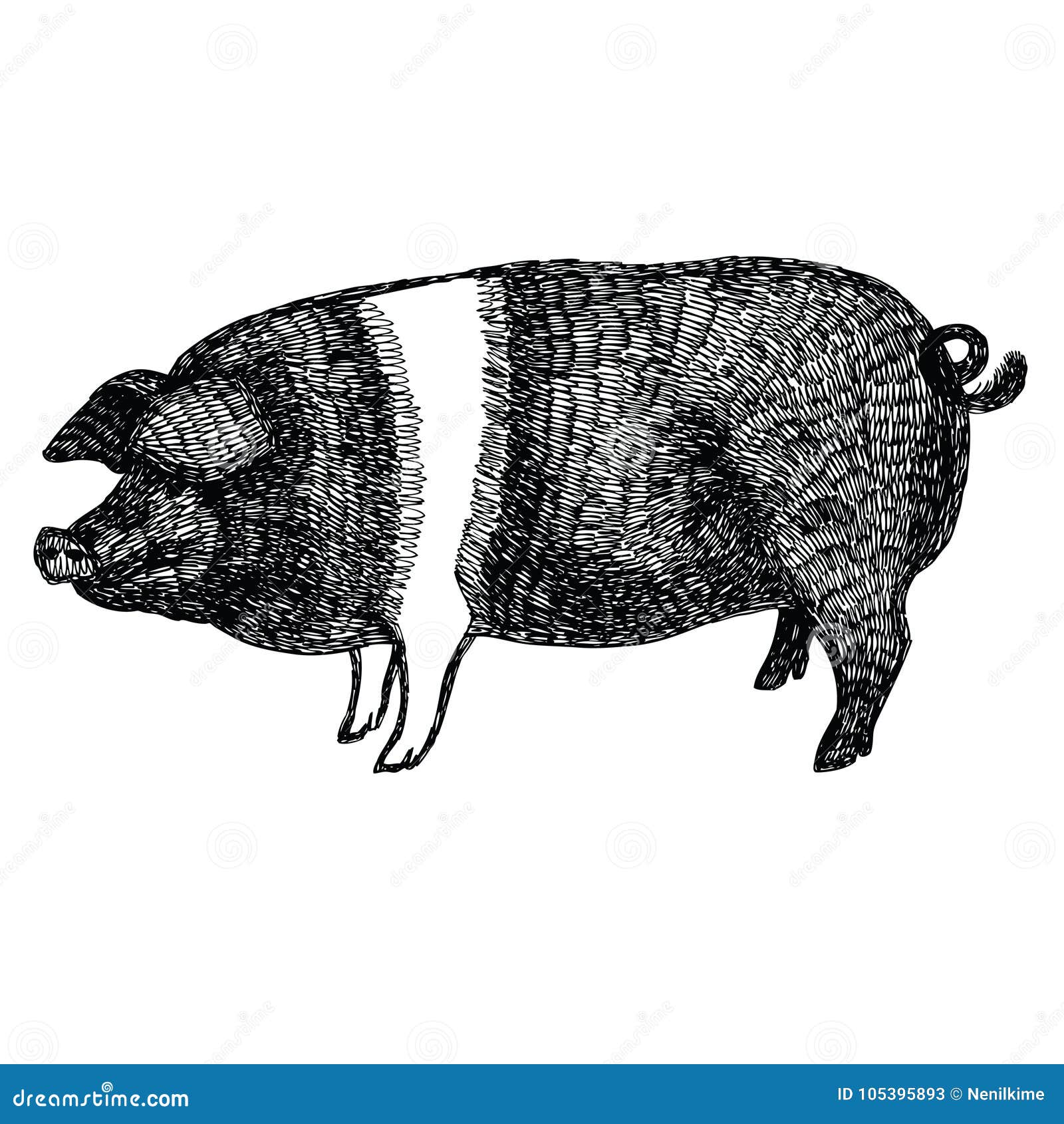 British Saddleback Pig Vector Illustration Sketch Style Hand Drawn ...