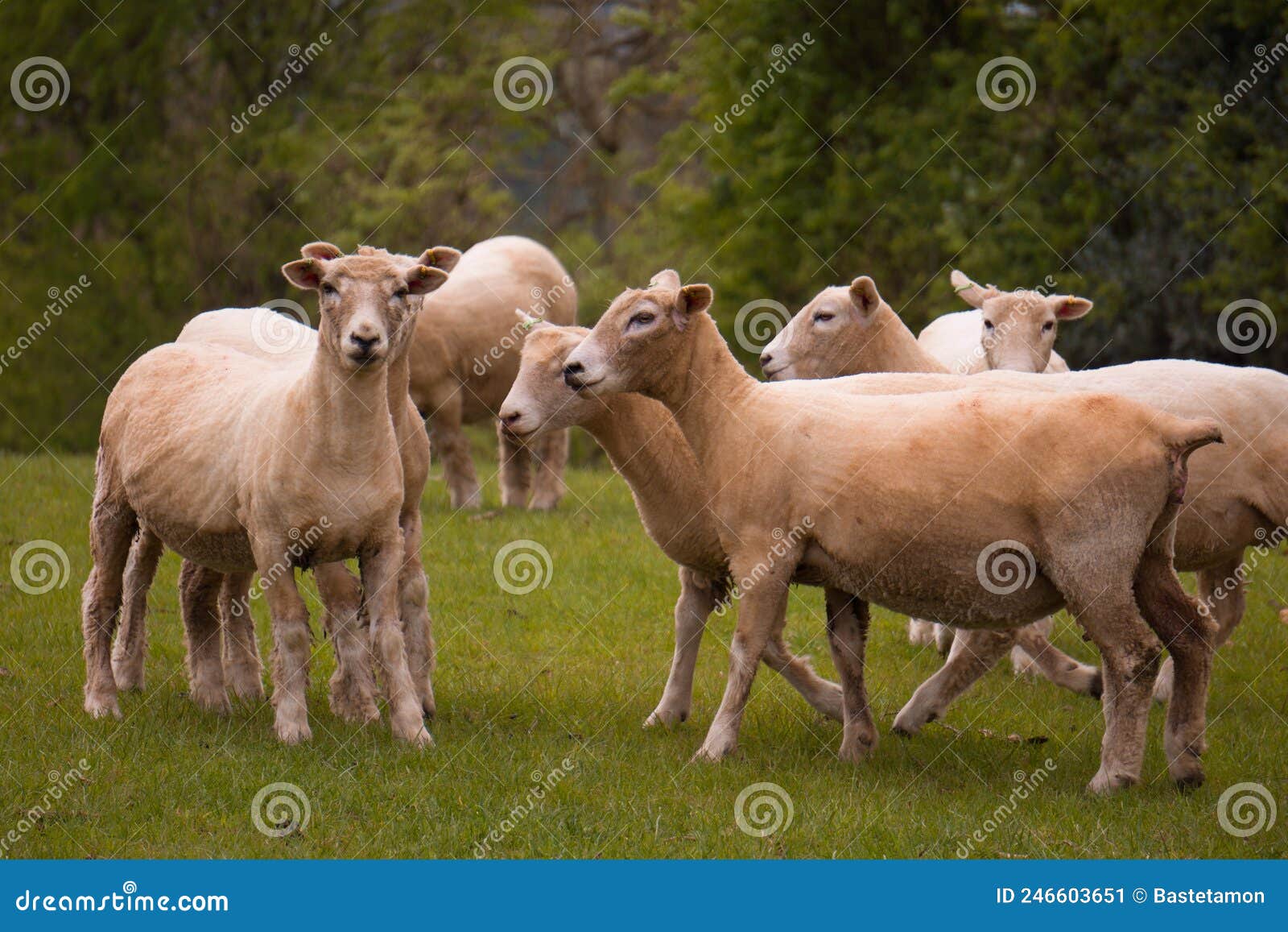 British sheep stock image. Image of kingdom, springtime - 246603651
