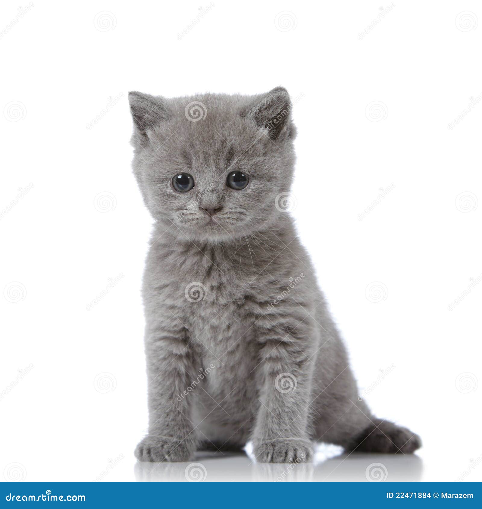 British Short Blue Cat Sad Face Stock Photography | CartoonDealer.com ...