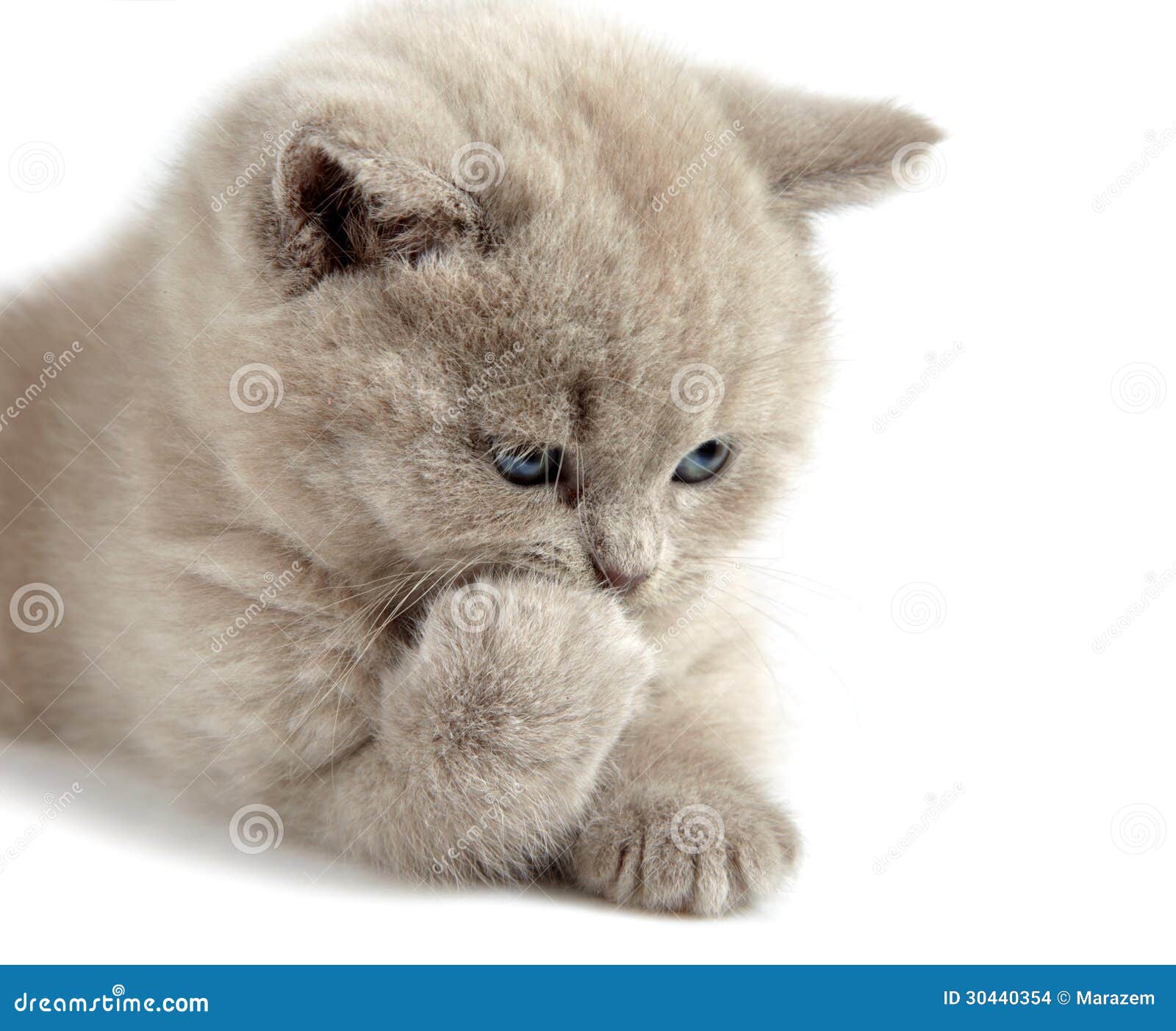 British Short Blue Cat Sad Face Stock Photography | CartoonDealer.com ...