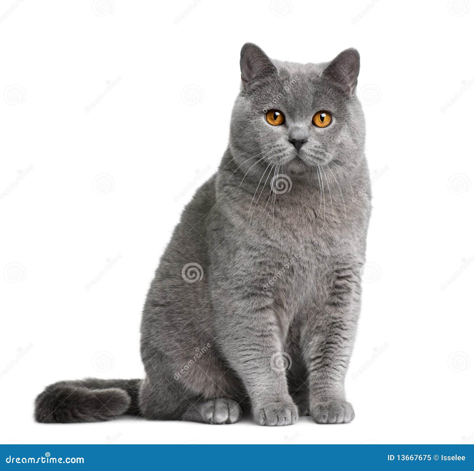 British Shorthair Cat, 12 Months Old Stock Image - Image of animal ...