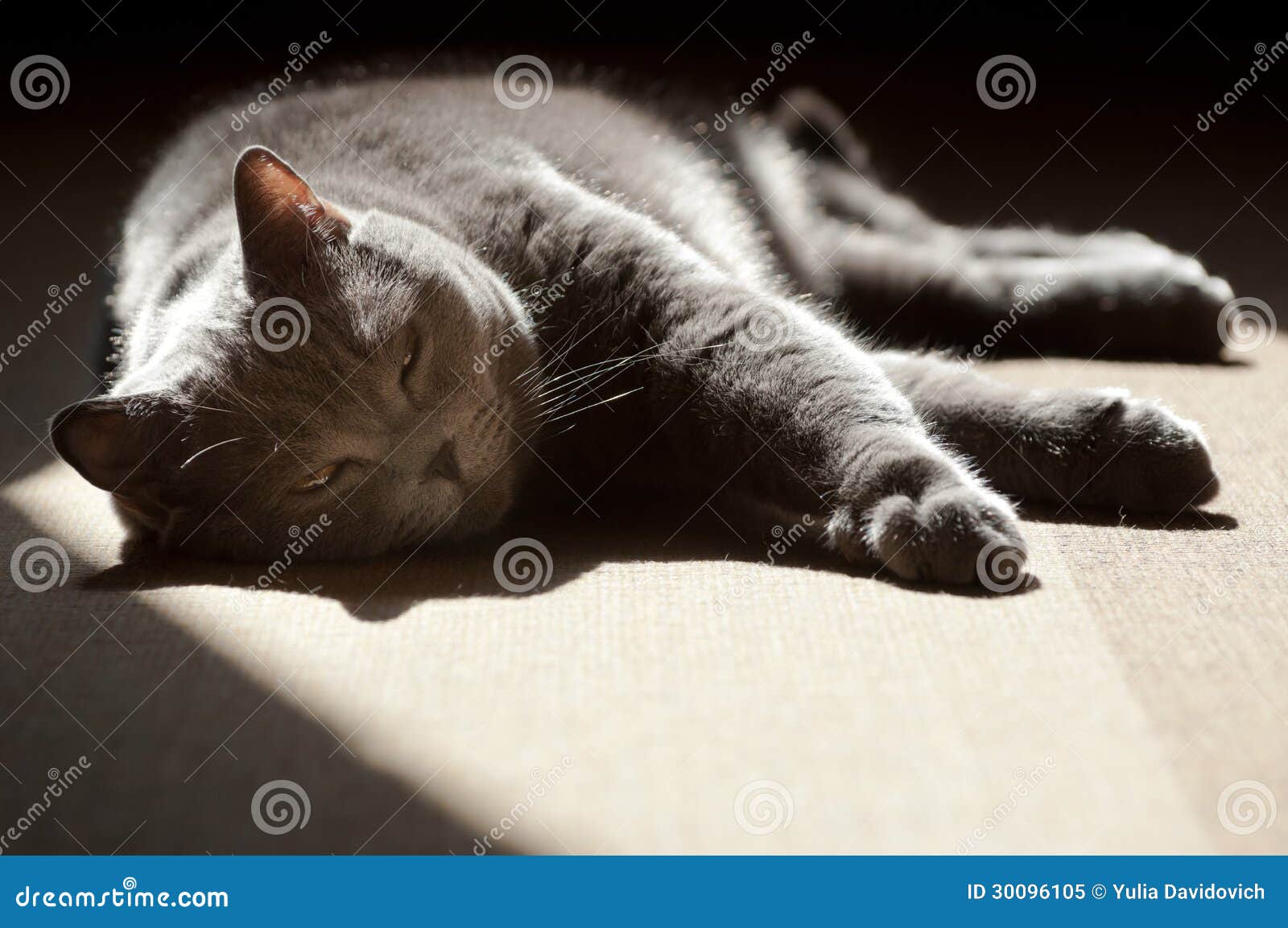 British Shorthair Cat Basking Sunshine Stock Photos - Free & Royalty ...