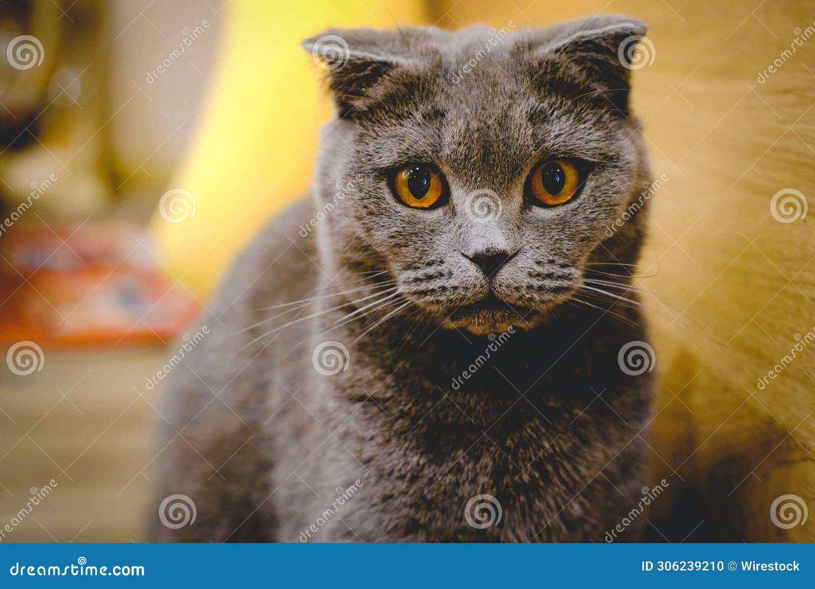 British Shorthair Cat Looking at the Camera with Sad Emotion Stock ...