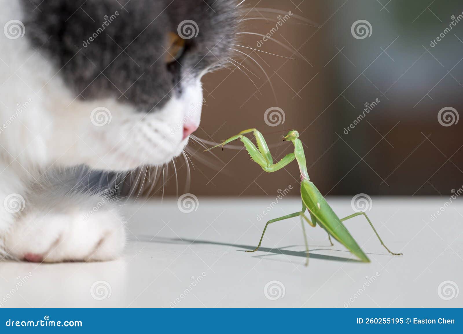 British Shorthair Cat Looking at Mantis Stock Image - Image of cute ...