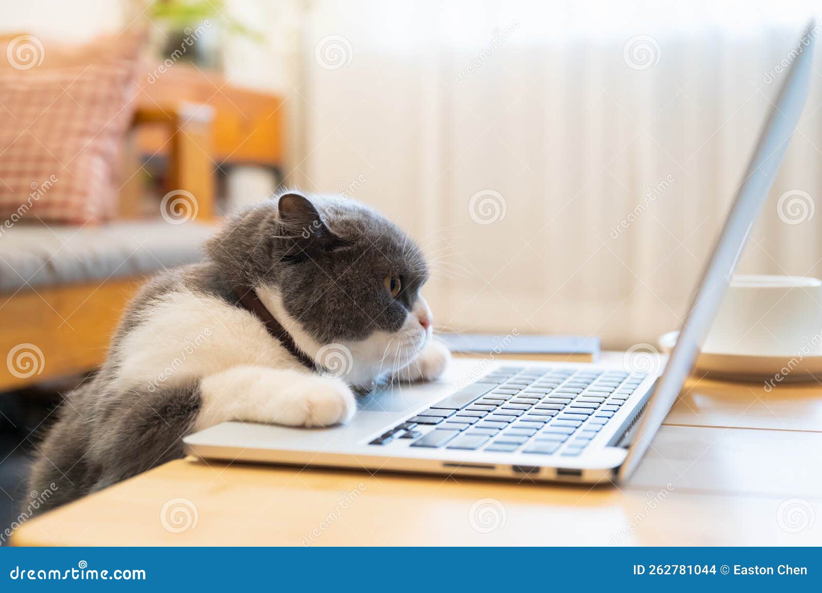 British Shorthair Cat Lying in Front of the Computer Pretending To Work ...
