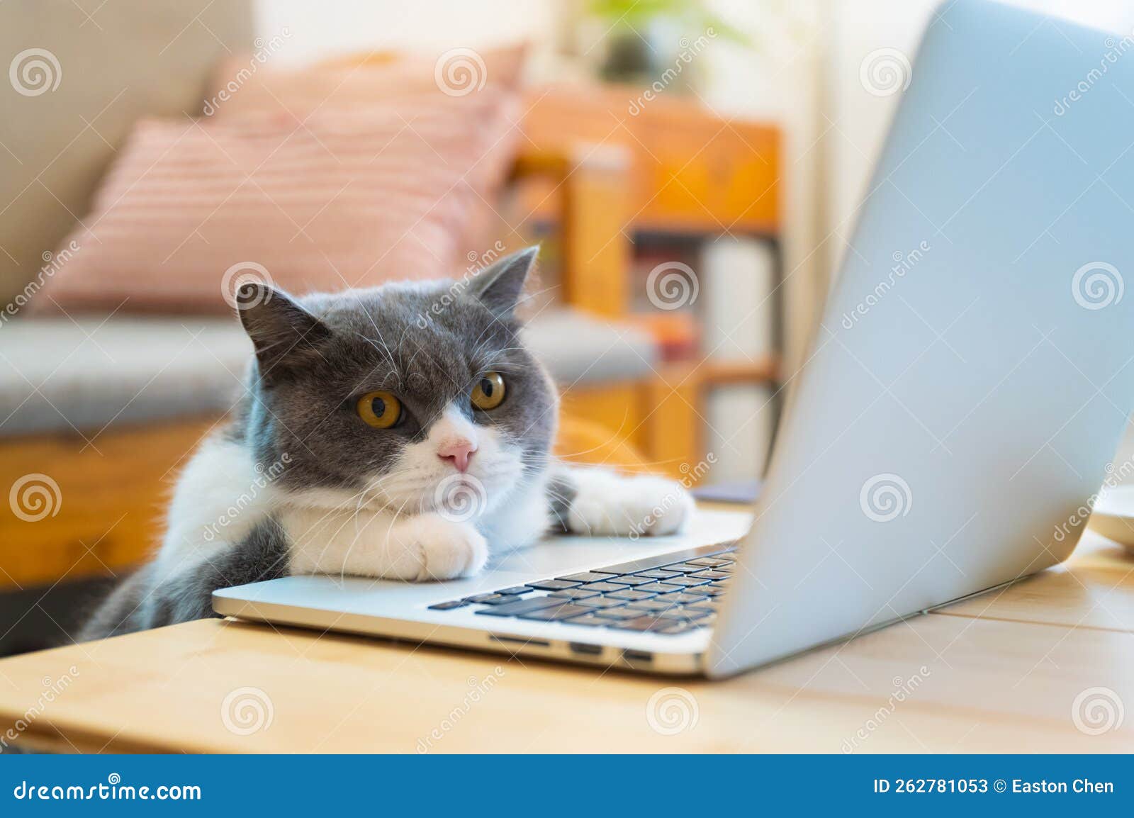 British Shorthair Cat Lying in Front of the Computer Pretending To Work ...