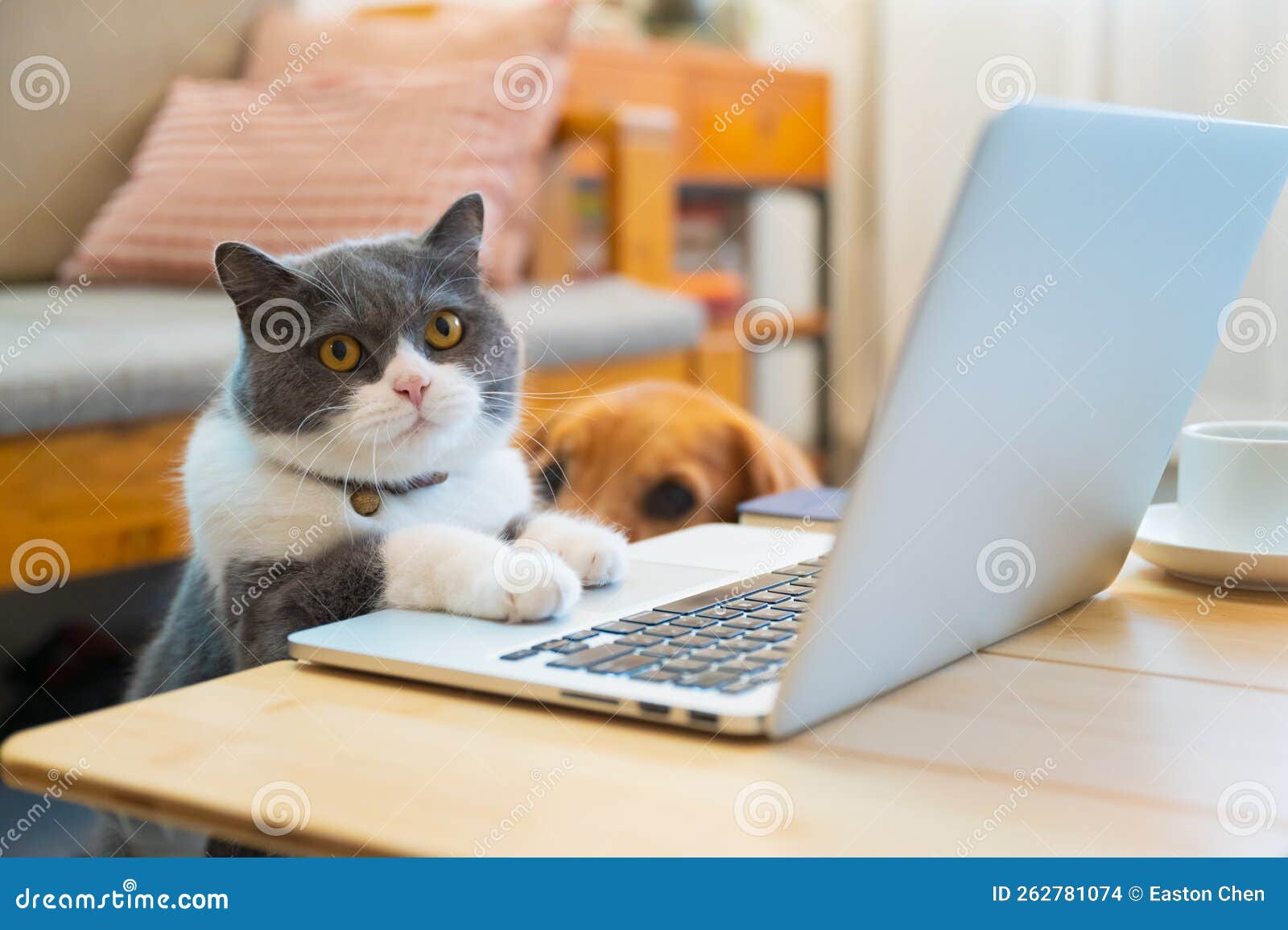 British Shorthair Cat Lying in Front of the Computer Pretending To Work ...