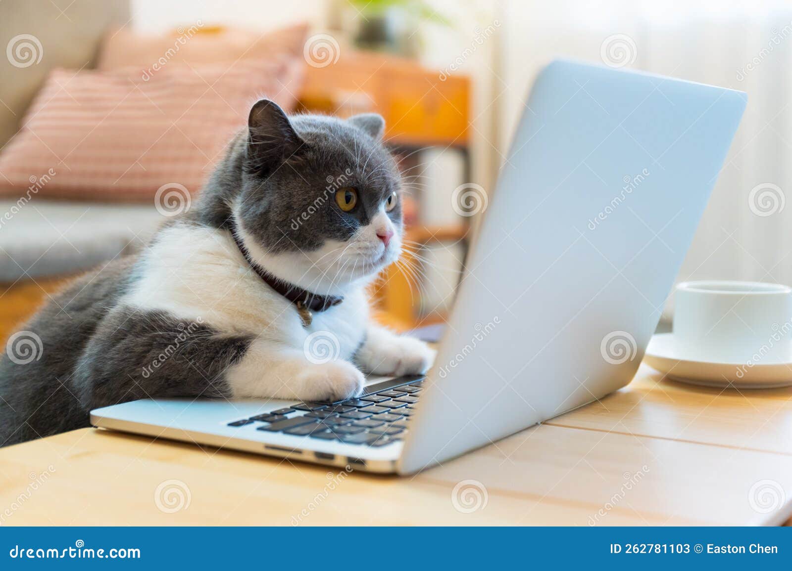 British Shorthair Cat Lying in Front of the Computer Pretending To Work ...