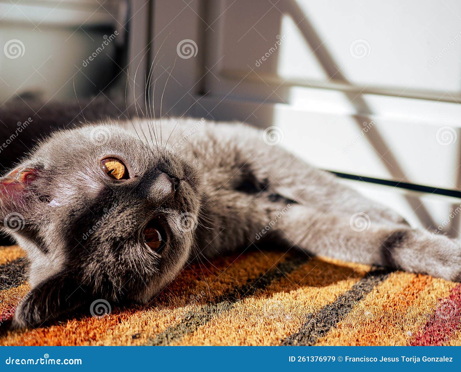 A British Shorthair Cat, Lying on a Mat Looking at the Camera Stock ...