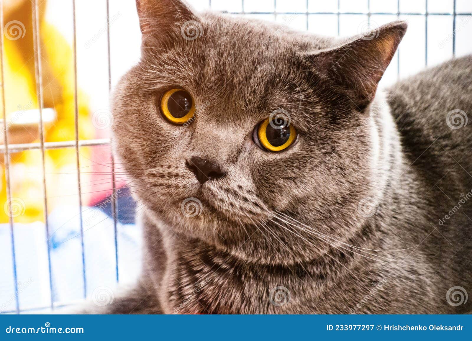 British Shorthair Cat Muzzle Close-up Stock Image - Image of pedigreed ...