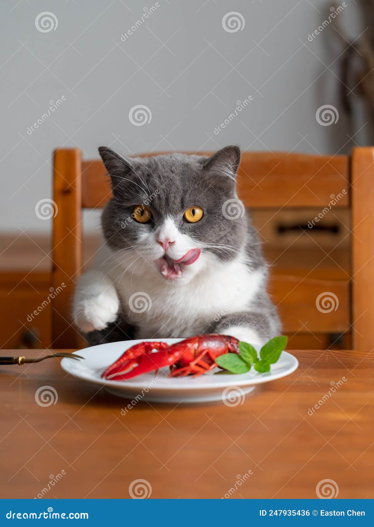 British Shorthair Cat Sitting at the Dining Table and Eating Stock ...