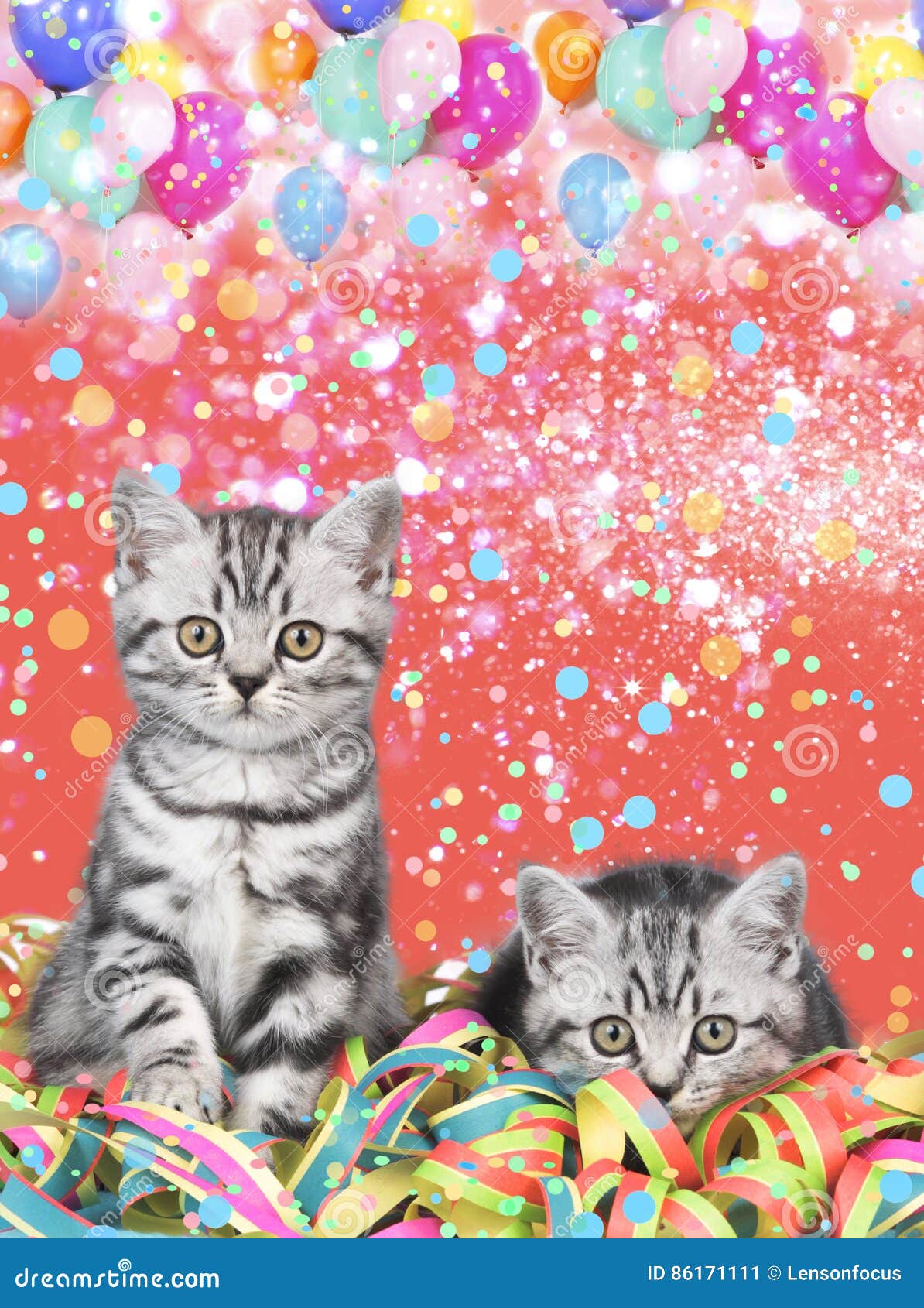 British Shorthair Cats with Streamers Stock Image - Image of funny ...