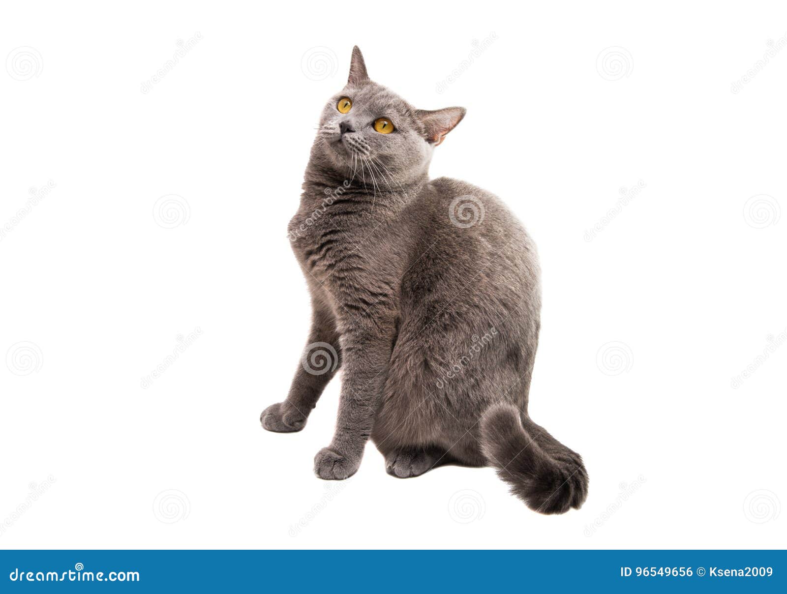 British Shorthair Grey Cat Isolated Stock Photo - Image of background ...