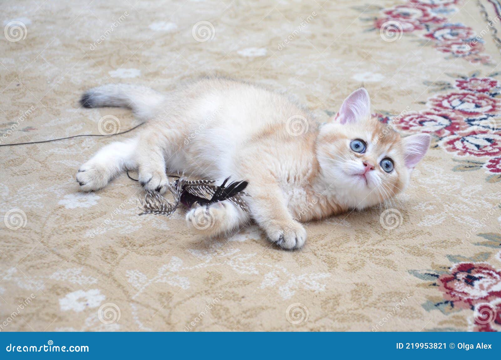 British Shorthair Kitten, BKH Kitten Stock Image - Image of small ...