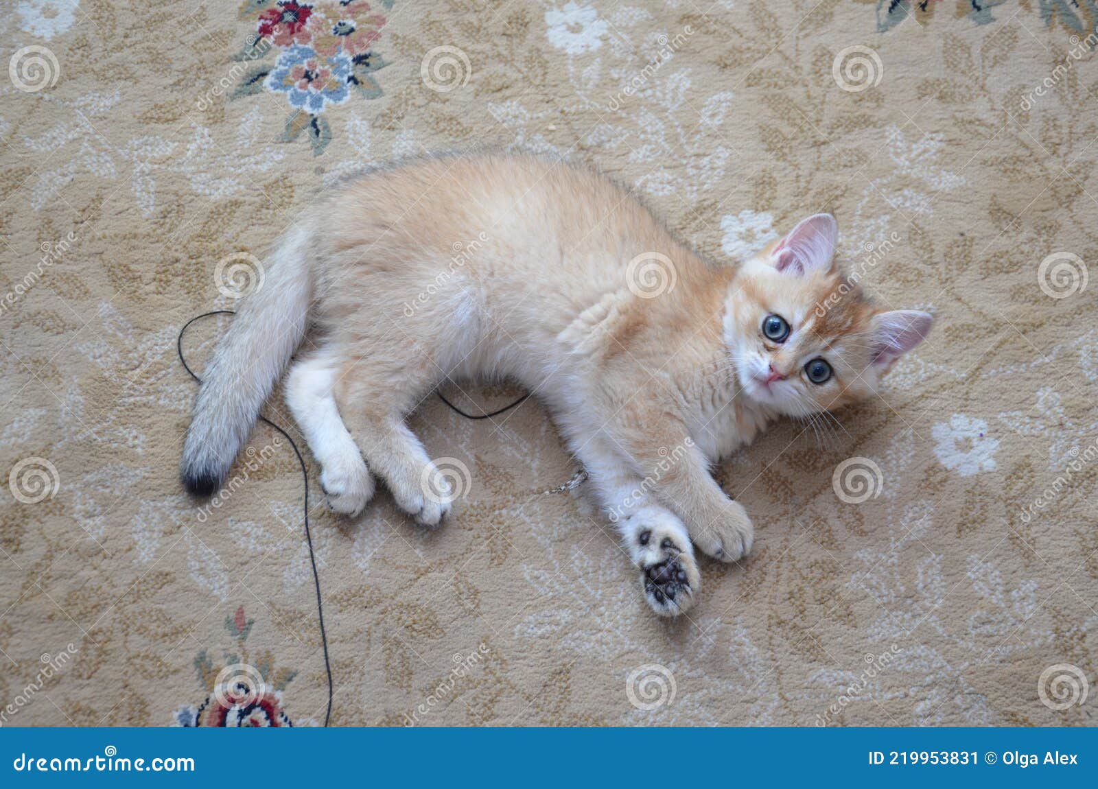 British Shorthair Kitten, BKH Kitten Stock Image - Image of shooting ...
