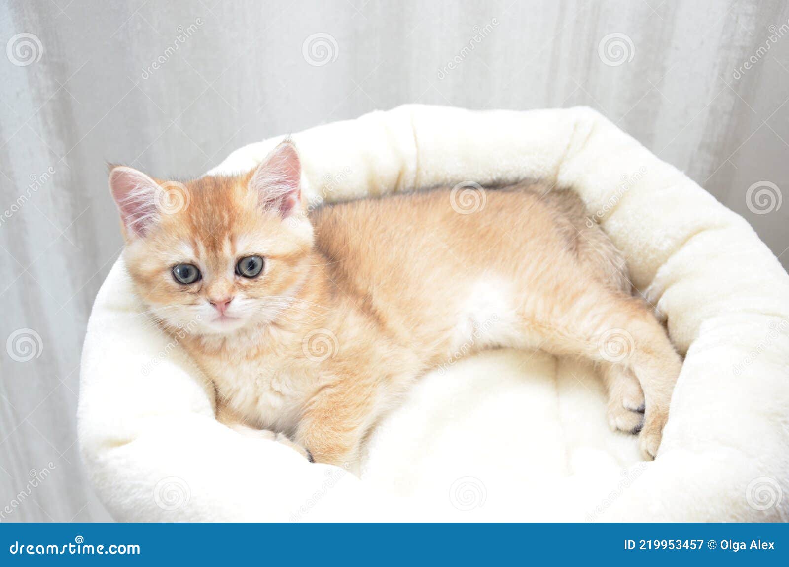 British Shorthair Kitten, BKH Kitten Stock Image - Image of domestic ...