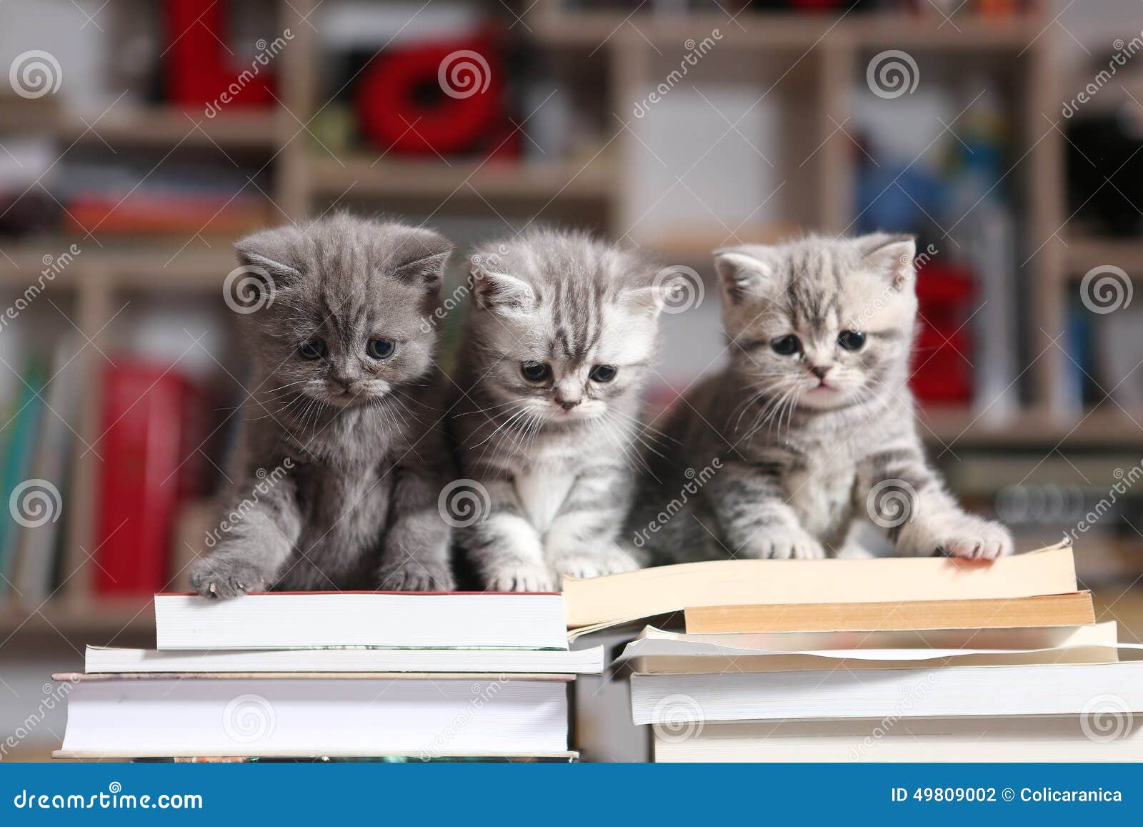 386 Cats Library Photos - Free & Royalty-Free Stock Photos from Dreamstime