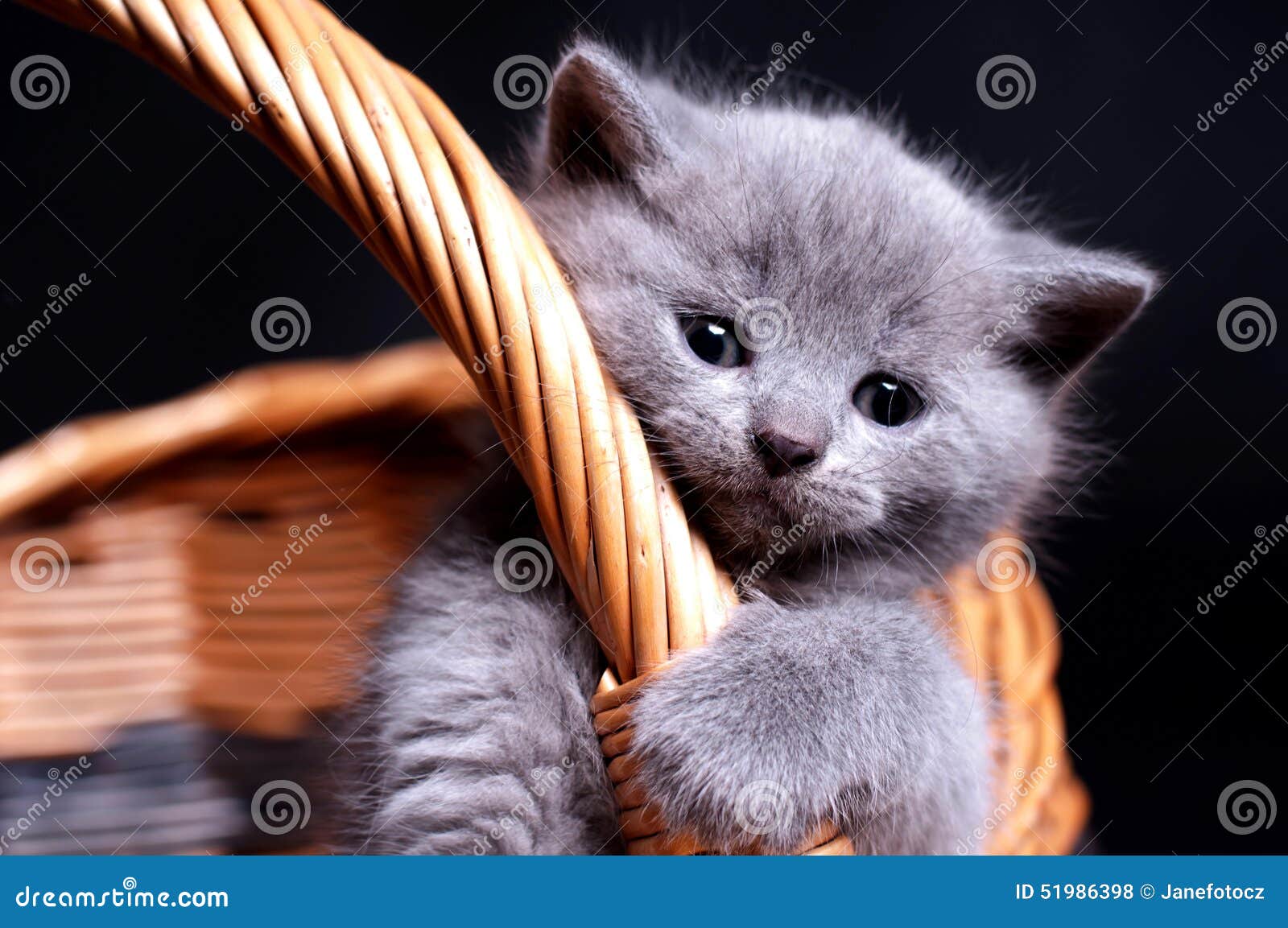 49,692 British Kitty Stock Photos - Free & Royalty-Free Stock Photos ...