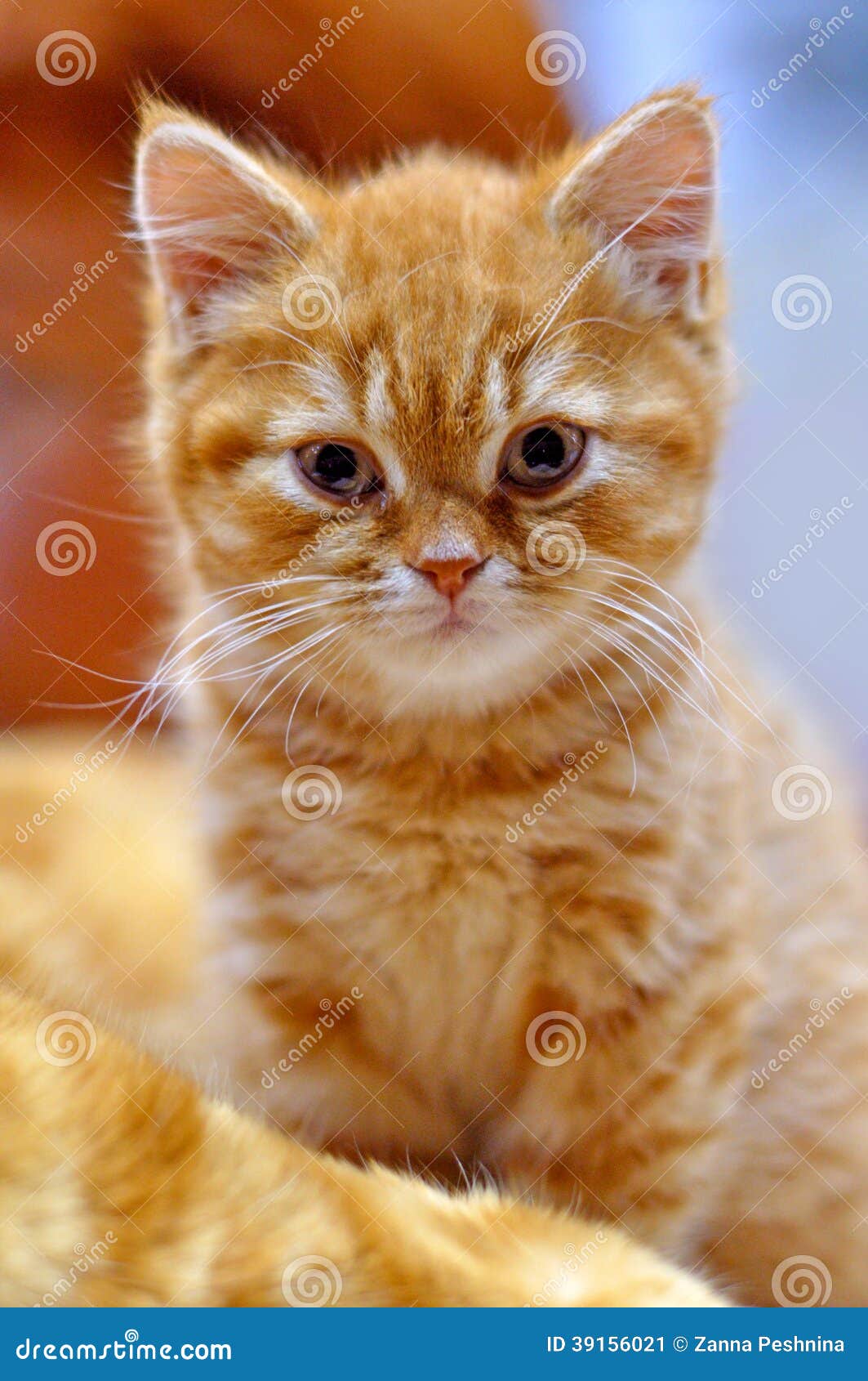 British Shorthair Red Kitten Stock Image - Image of yellow, hair: 39156021