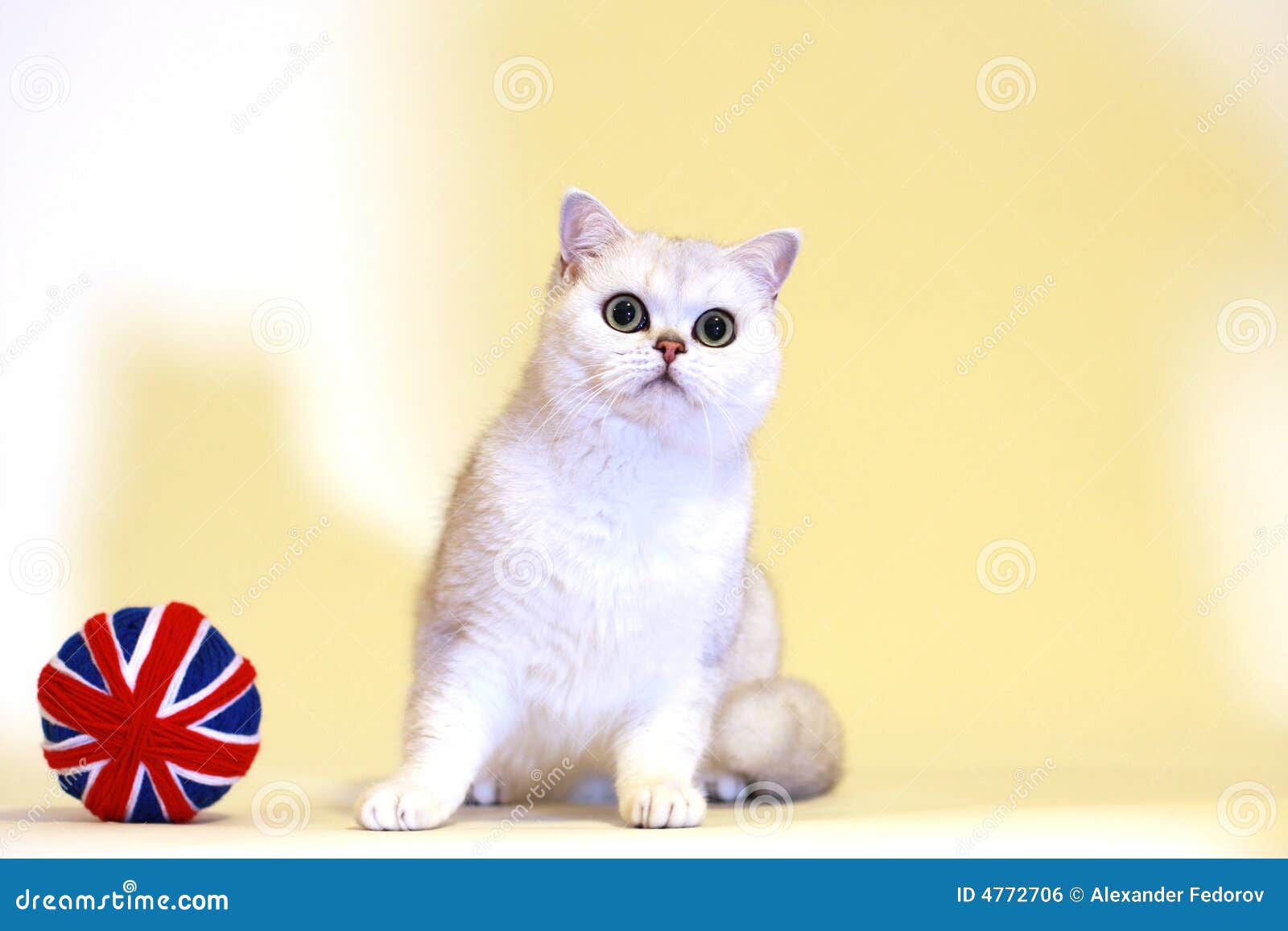 British Shorthair Silver Shaded