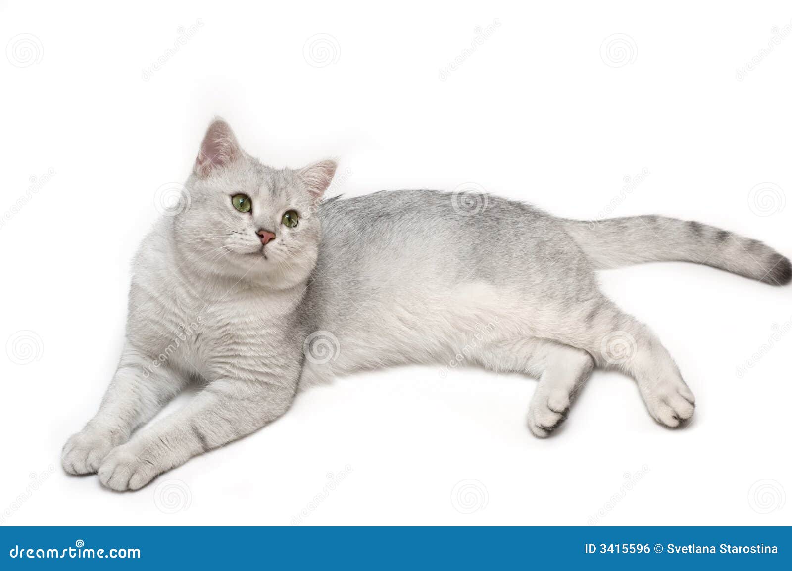 British shorthair tomcat stock photo. Image of animals - 3415596
