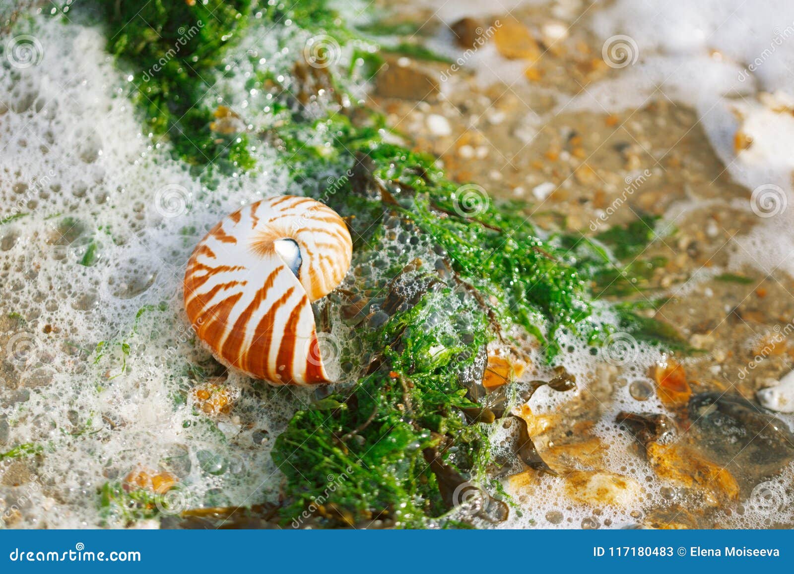 British Summer Beach with Nautilus Sea Shell Stock Image - Image of ...