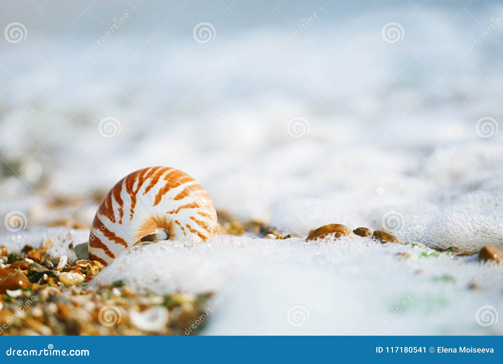 British Summer Beach with Nautilus Sea Shell Stock Image - Image of ...