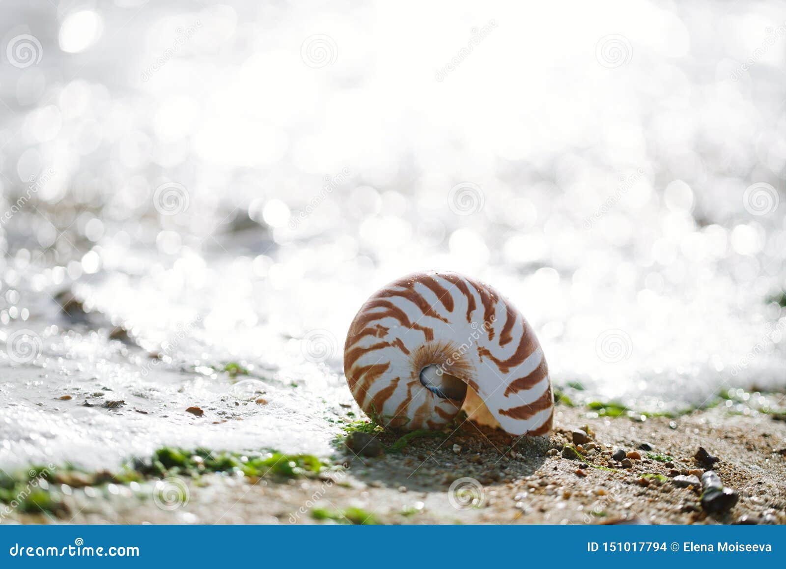 Nautilus Pompilius Natural Seashell Side View Isolated On White Royalty ...