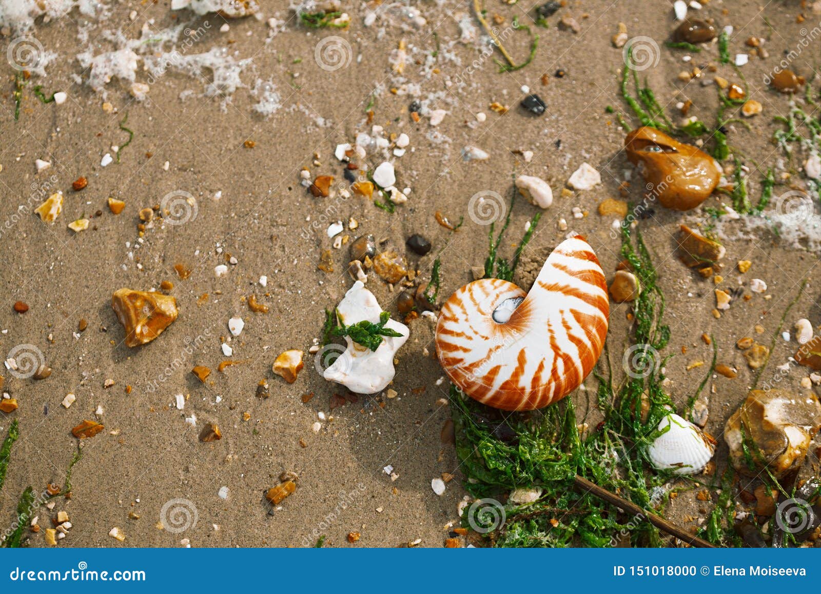Nautilus Pompilius Natural Seashell Side View Isolated On White Royalty ...