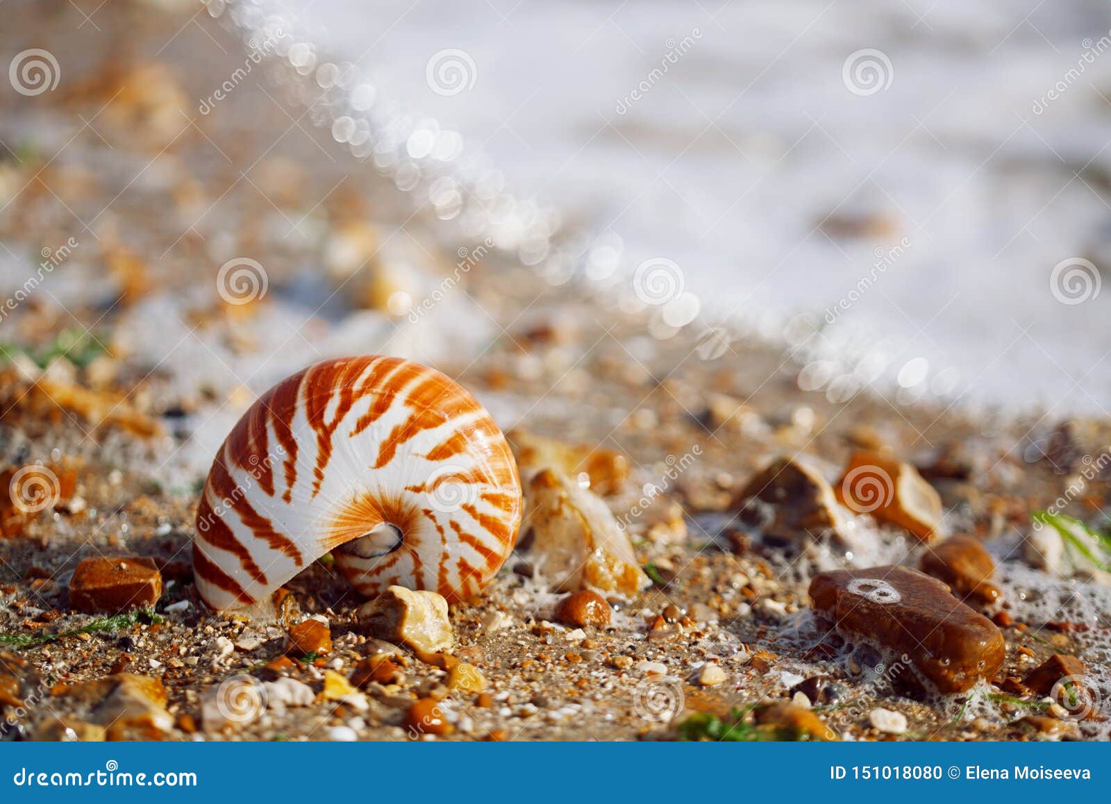 Shell With Wave Royalty-Free Stock Photography | CartoonDealer.com ...